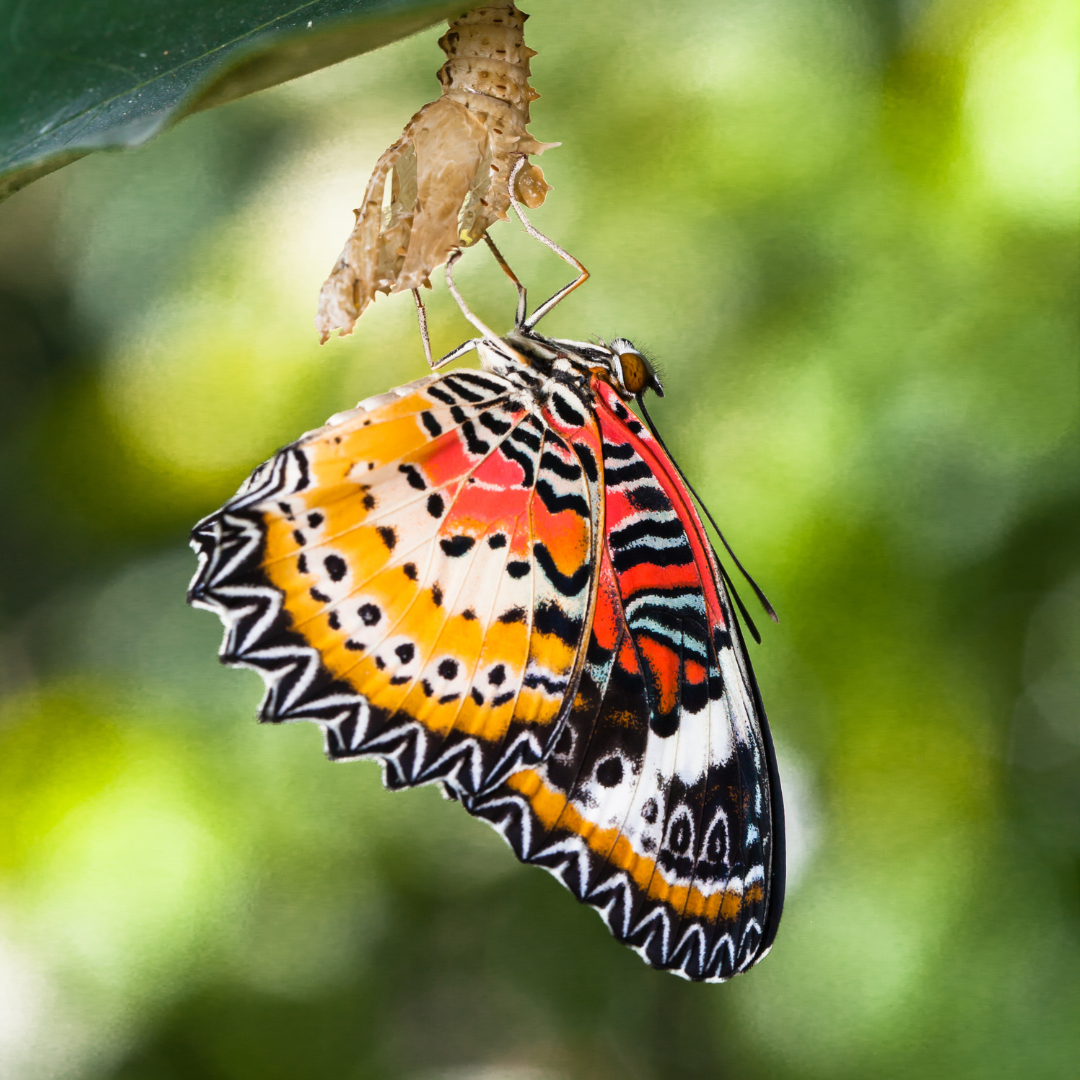 What I Wasn’t Expecting – My Own IMAGO Experience - Leader's Imago